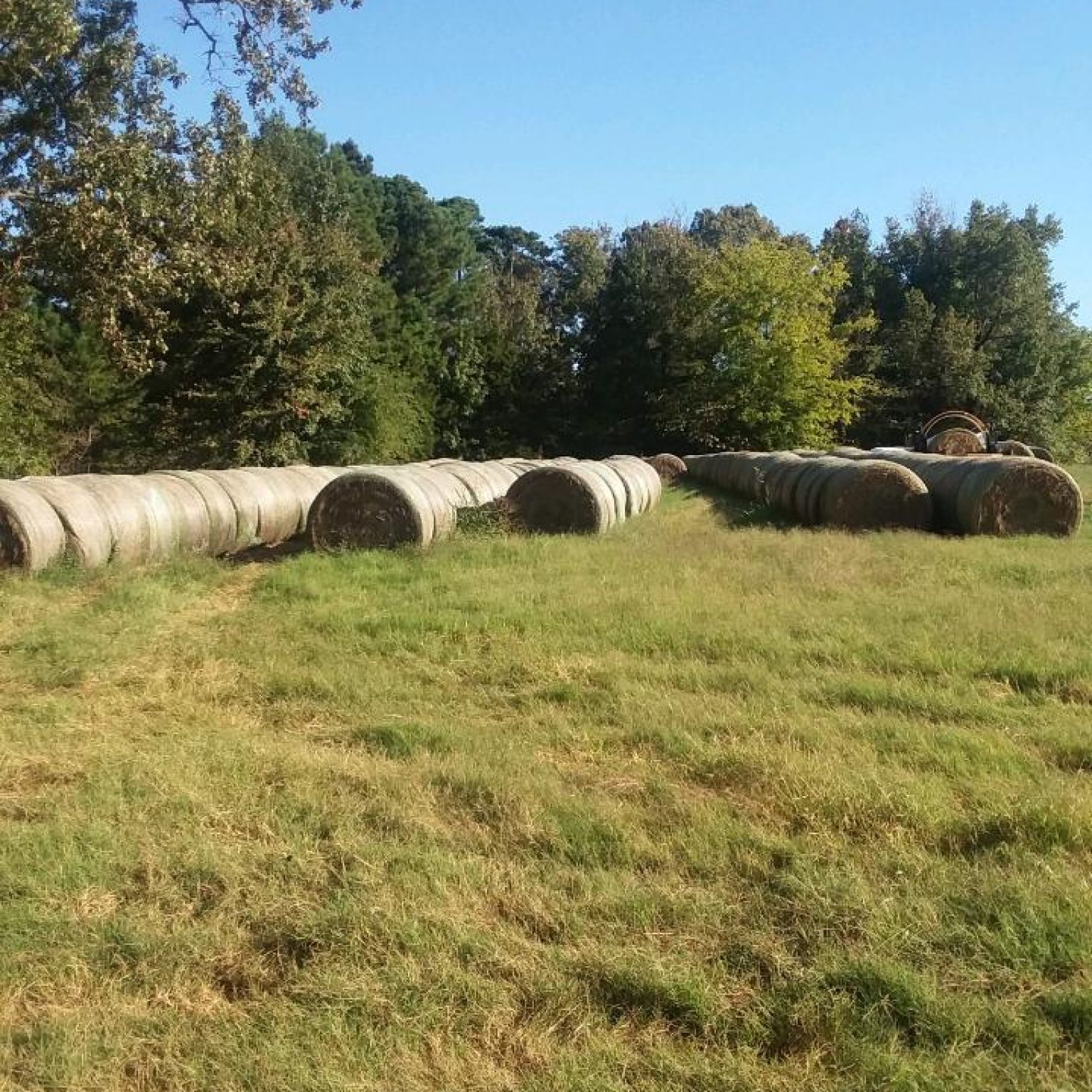 Hay For Sale in Texas - AllHay.com