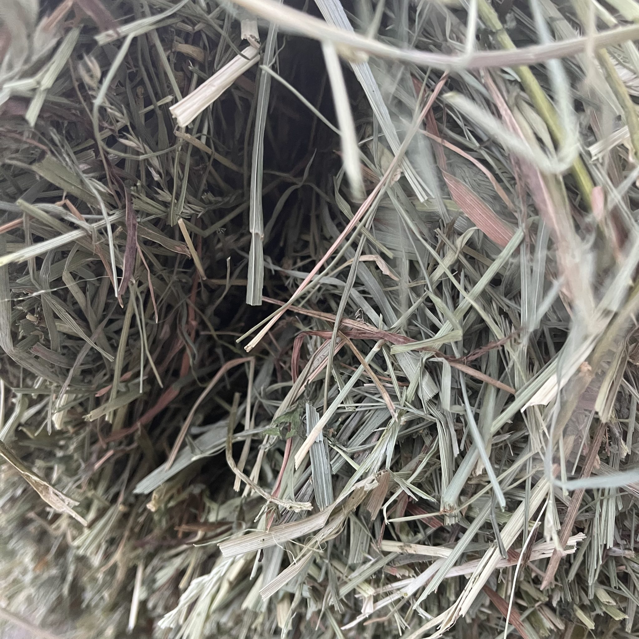 Alfalfa Grass Mix For Sale | Allhay.Com