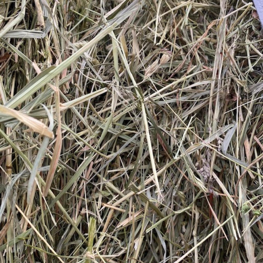 Orchard Timothy Grass Hay For Sale | Allhay.Com