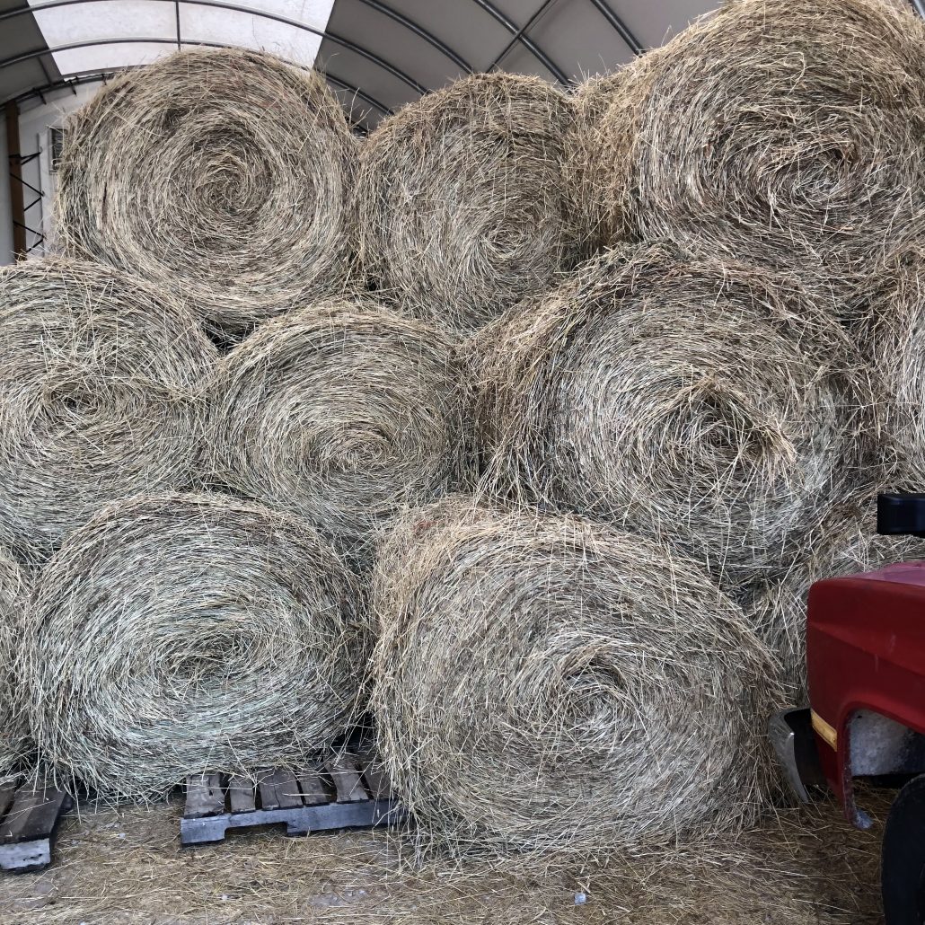 Orchard Timothy Grass Hay For Sale | Allhay.Com