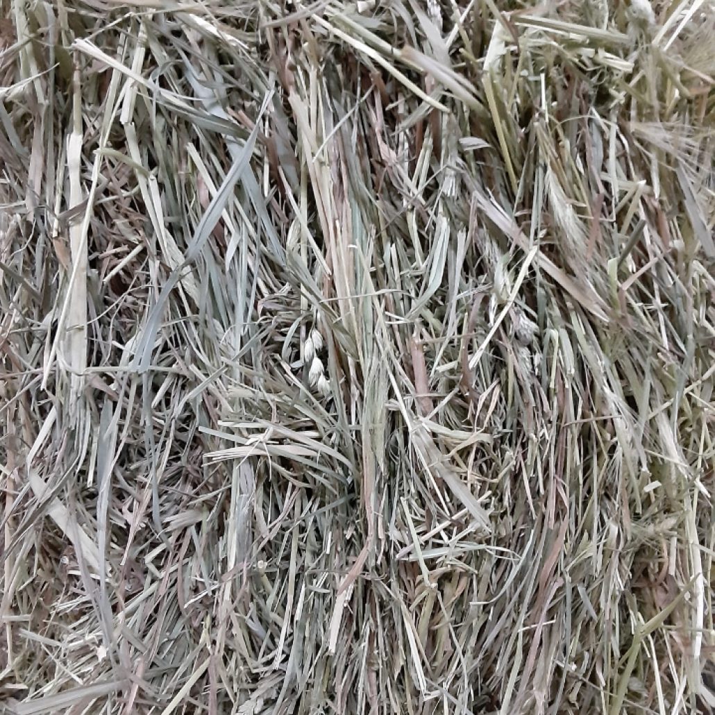 Orchard Timothy Grass Hay For Sale | Allhay.Com