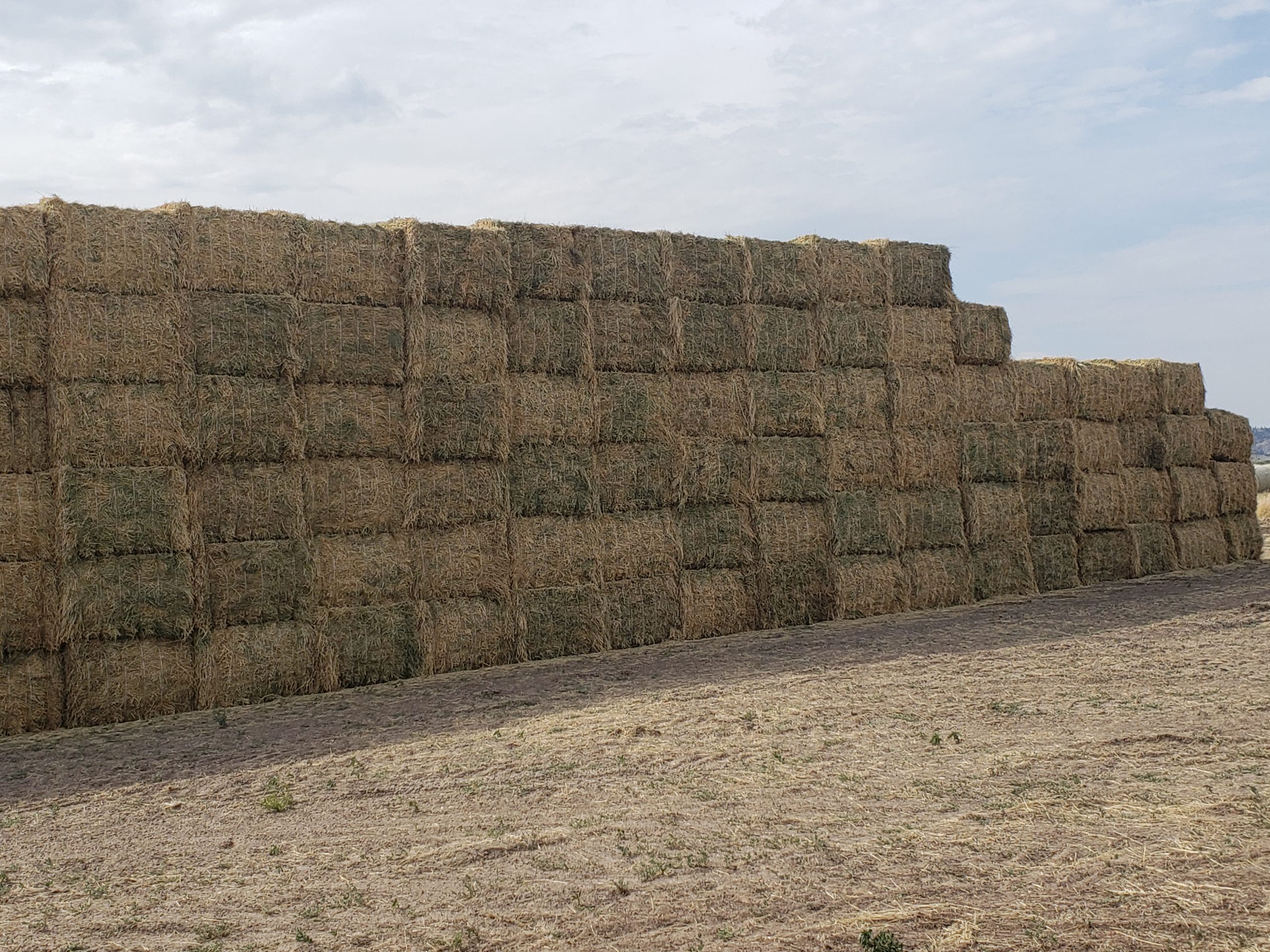 Alfalfa Archives - AllHay.com