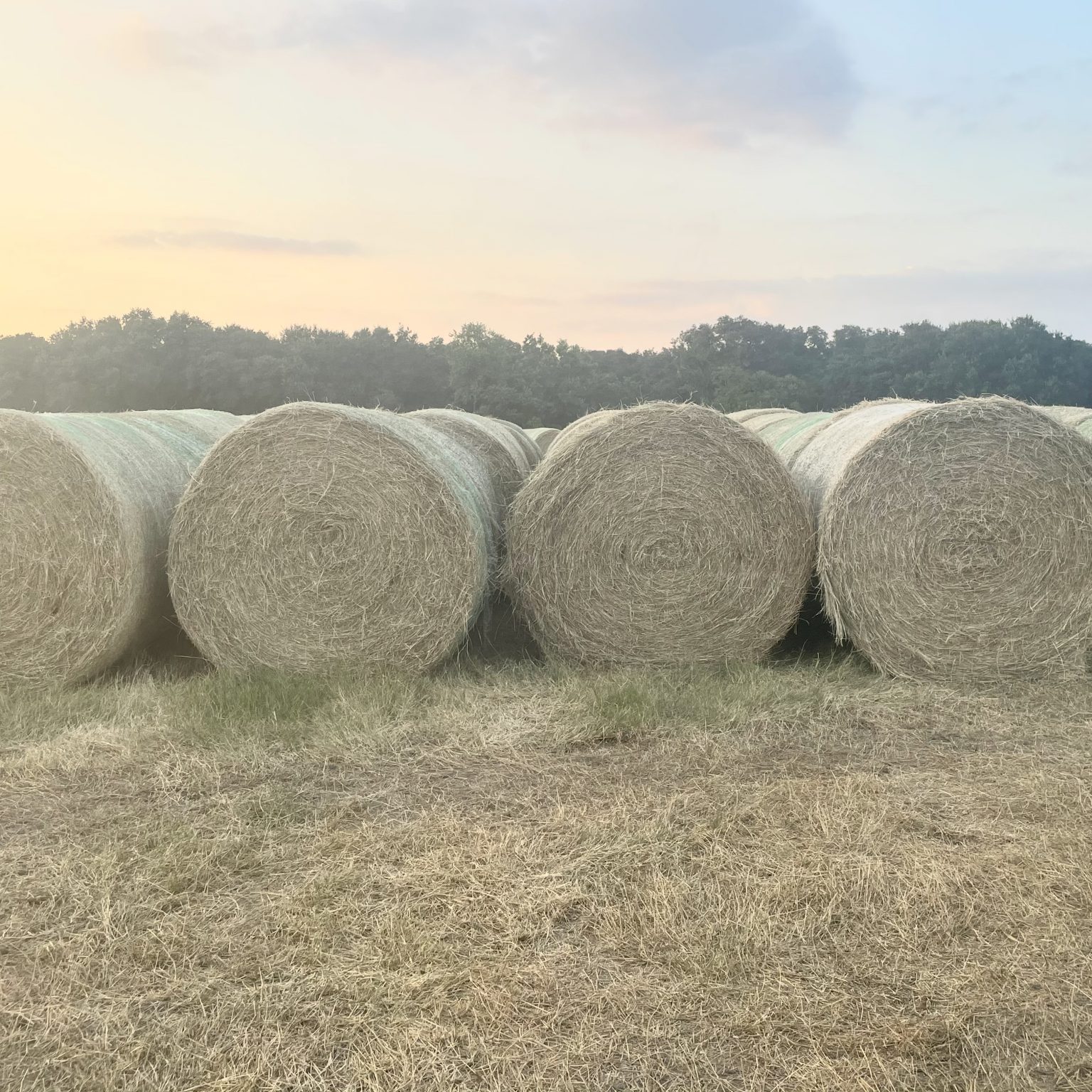 Hay For Sale in Texas - AllHay.com