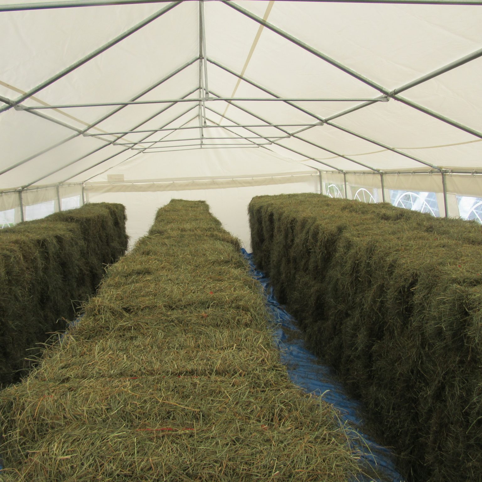 Orchard Timothy Grass Hay For Sale | Allhay.Com