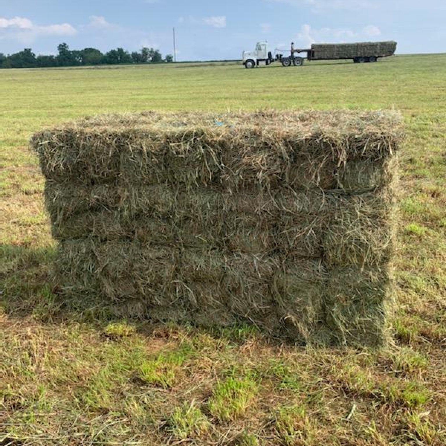 Hay Listings Archive - AllHay.com