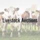 Hay Auctions - AllHay.com