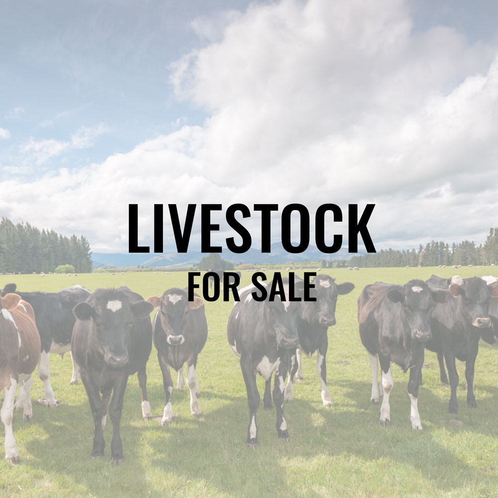 Hay Brokers | Buy and Sell Hay | AllHay.com