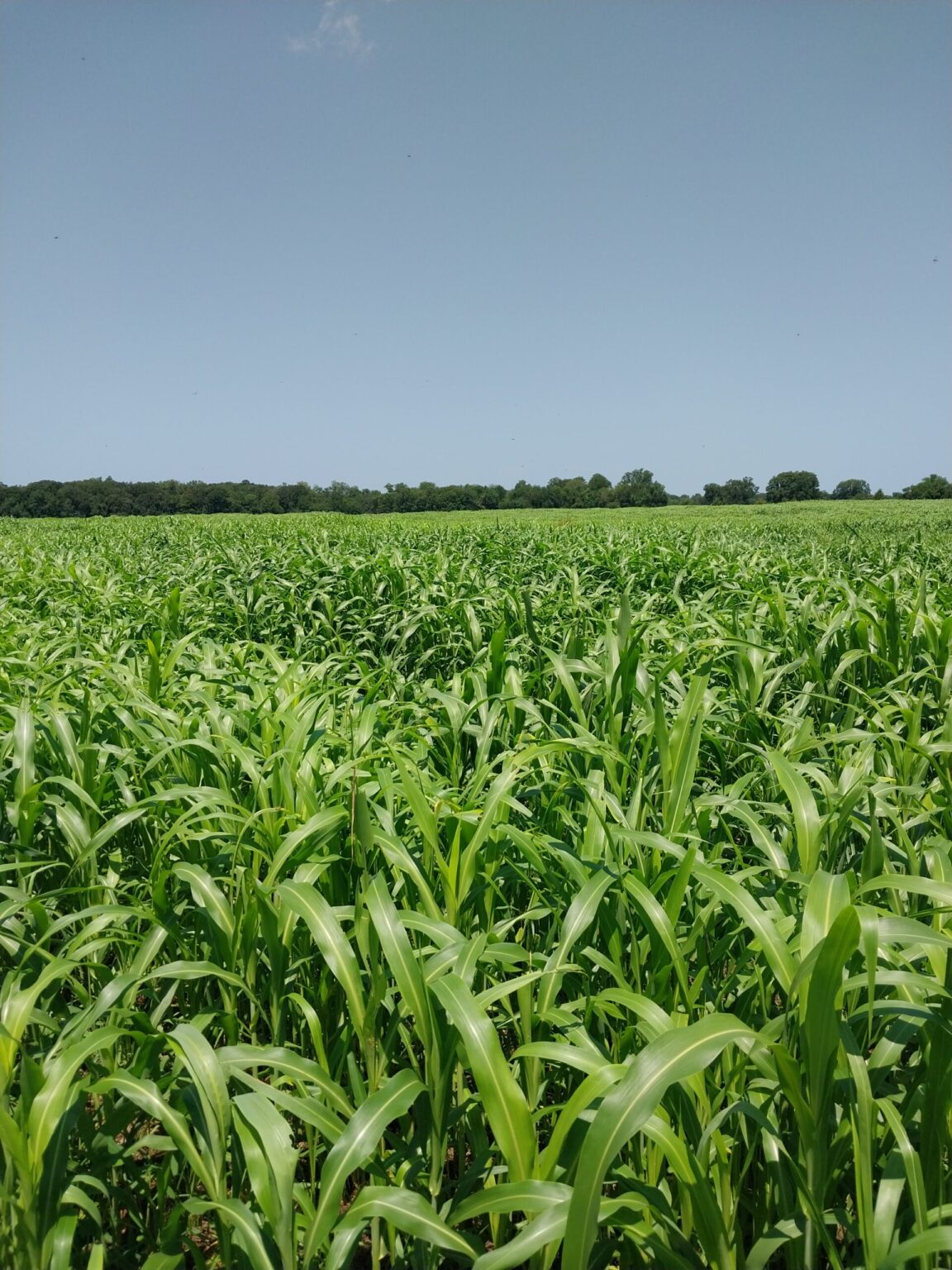 Hay For Sale in Texas - AllHay.com
