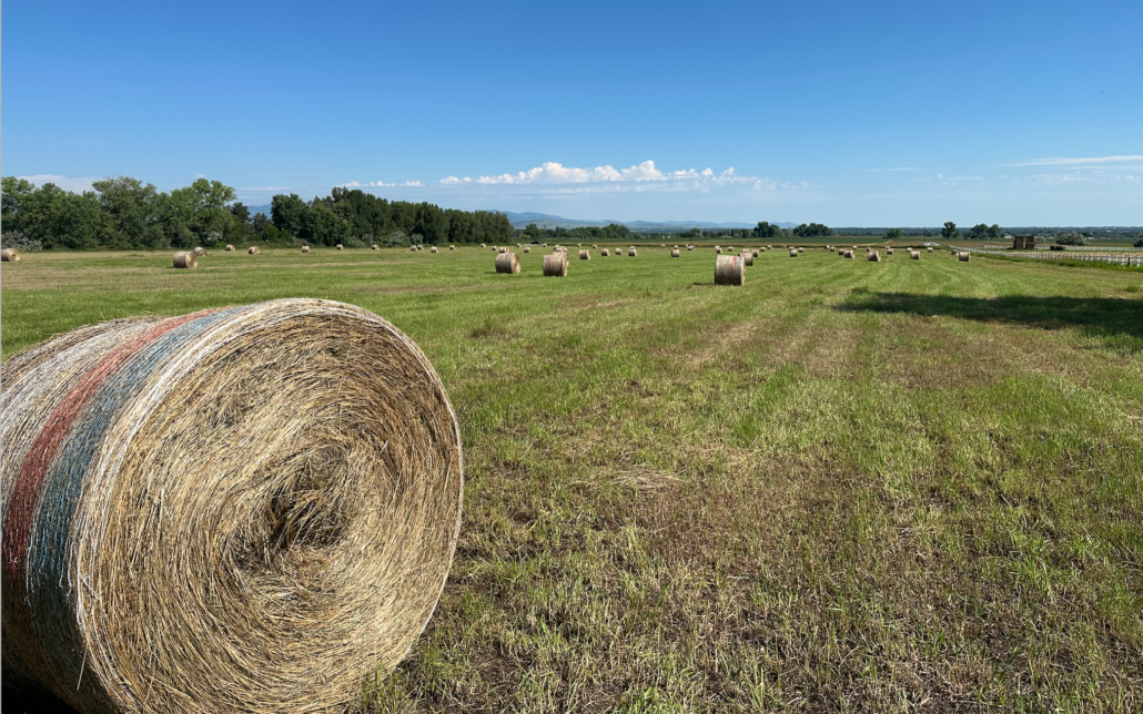 Hay For Sale in Colorado - AllHay.com