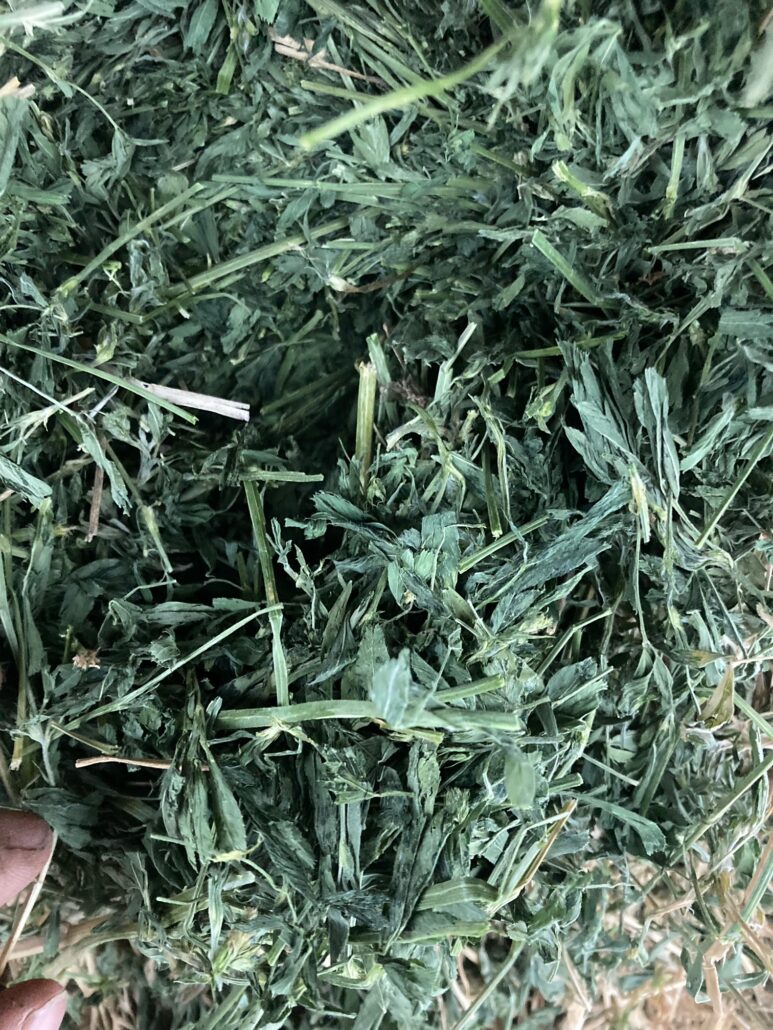 Alfalfa Hay For Sale | Allhay.Com