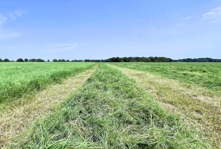 Bermuda Grass Hay For Sale | Allhay.Com
