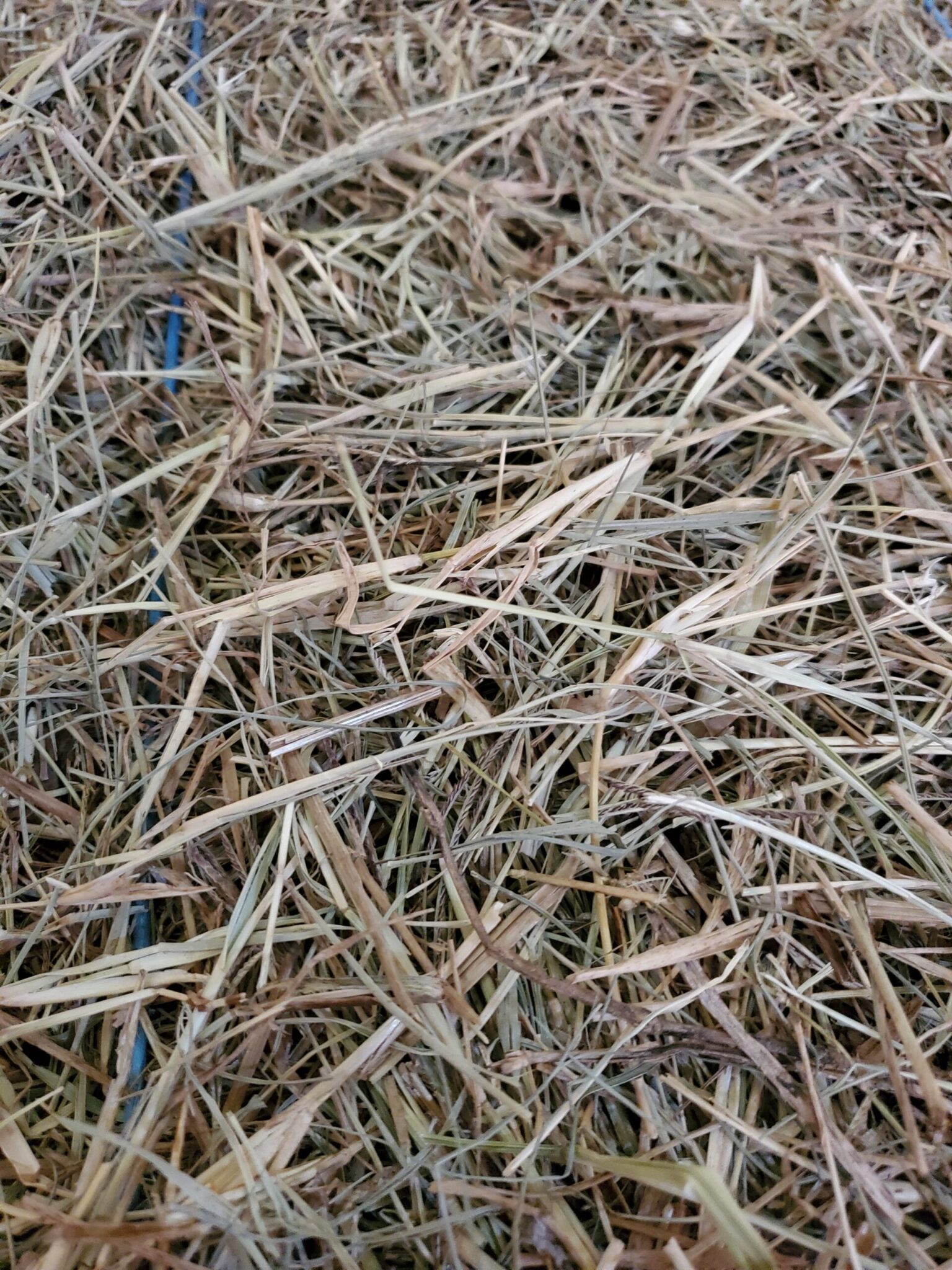 Bermuda Grass Hay For Sale | Allhay.Com