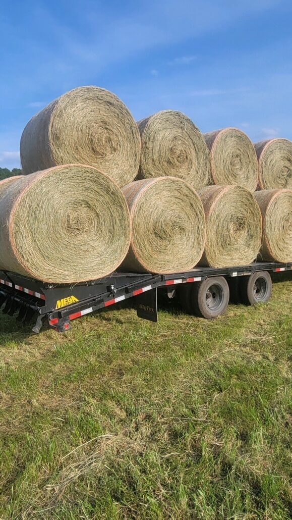 Orchard Timothy Grass Hay For Sale | Allhay.Com