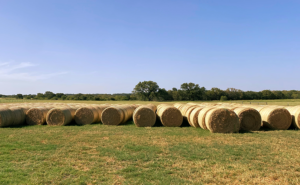 Hay For Sale in Texas - AllHay.com