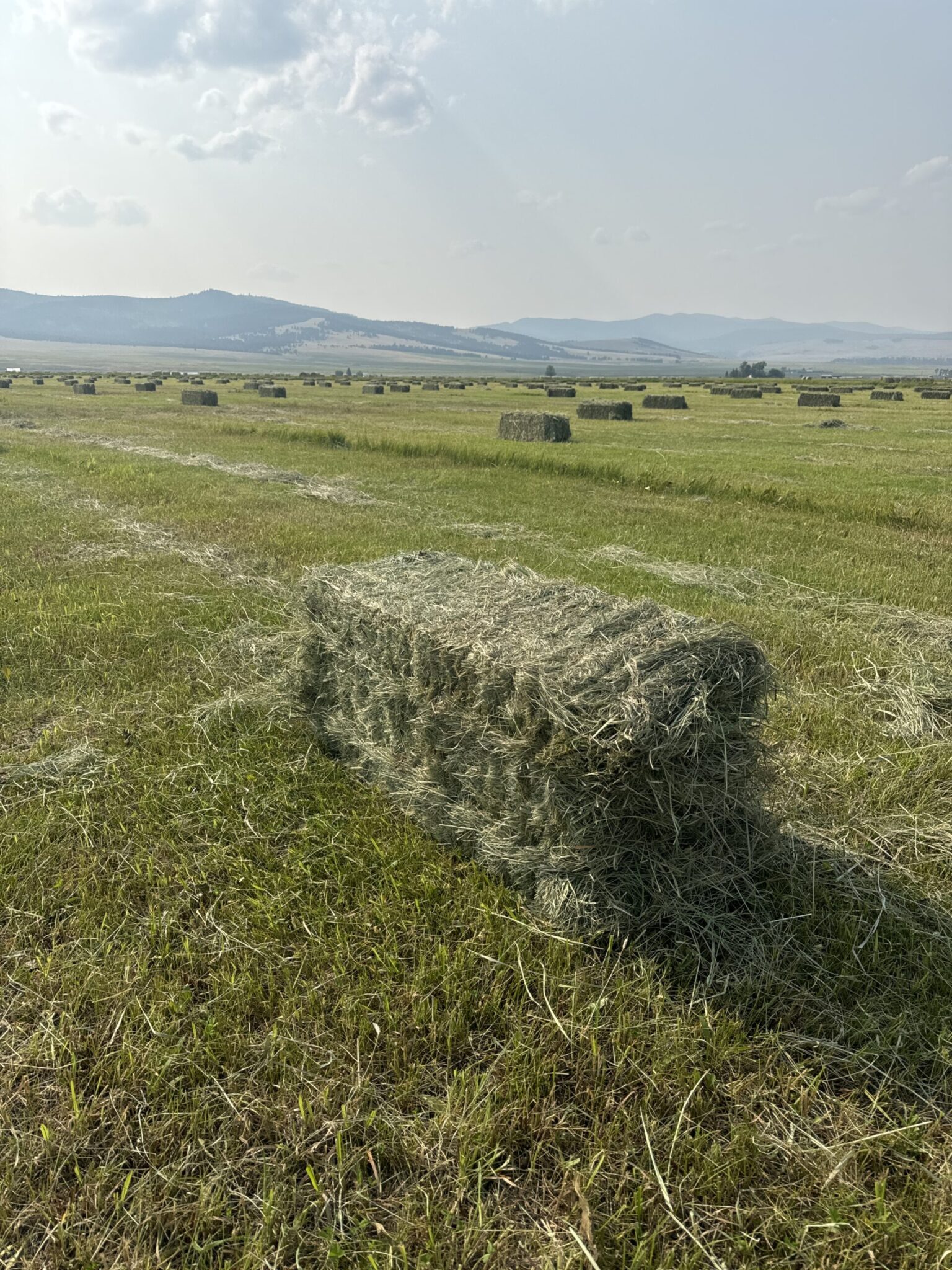 Hay Listings - AllHay.com