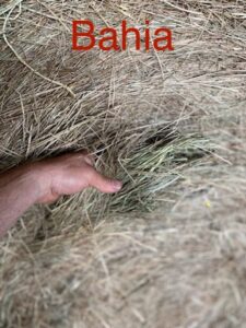 Hay For Sale in Texas - AllHay.com