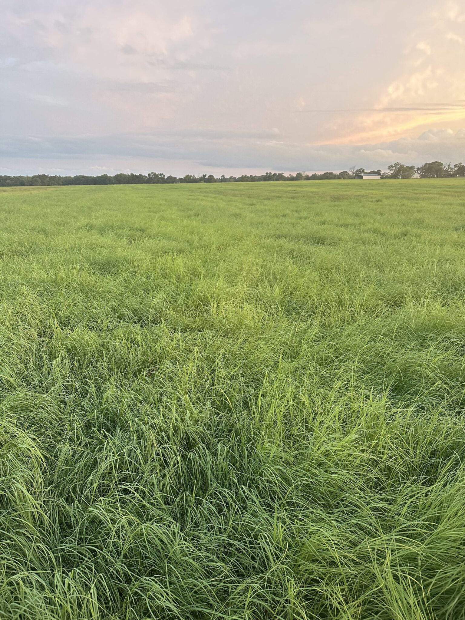Hay For Sale in Texas - AllHay.com
