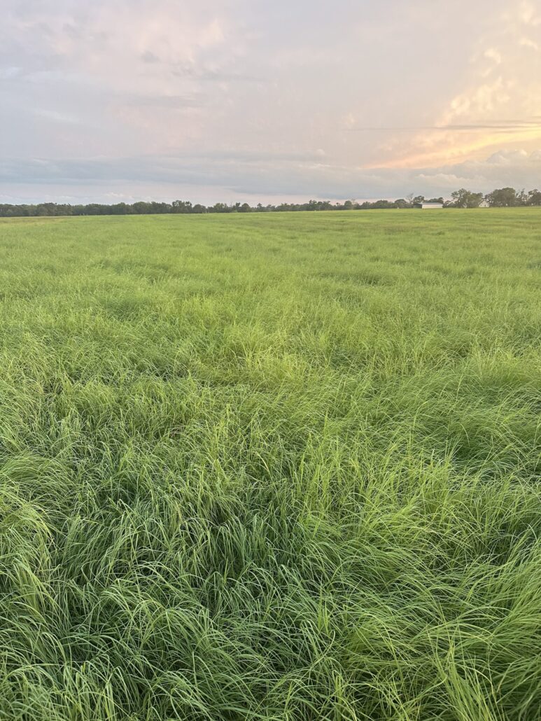Hay For Sale in Texas - AllHay.com