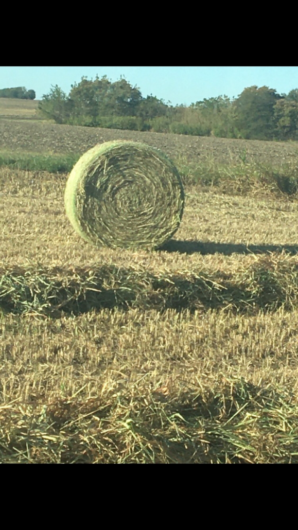 Hay For Sale in Texas - AllHay.com
