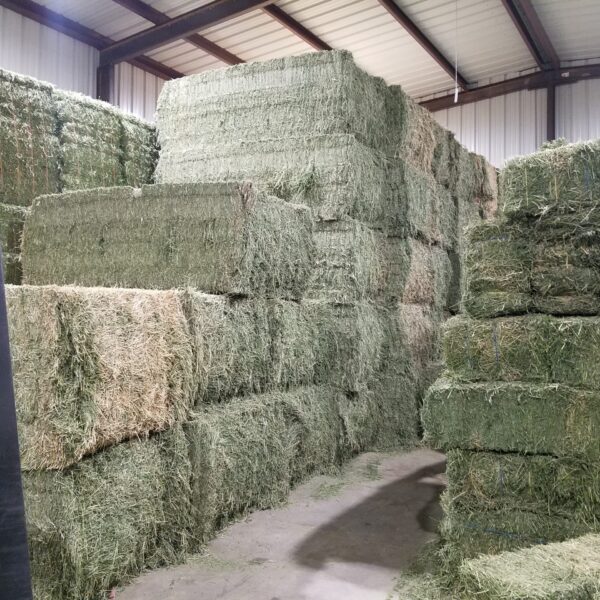 Alfalfa Hay For Sale | Allhay.Com