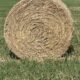 Hay For Sale in Texas - AllHay.com