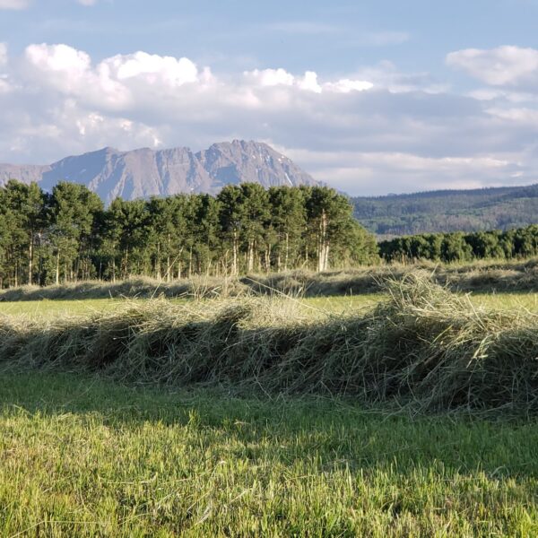 Hay For Sale in Colorado - AllHay.com